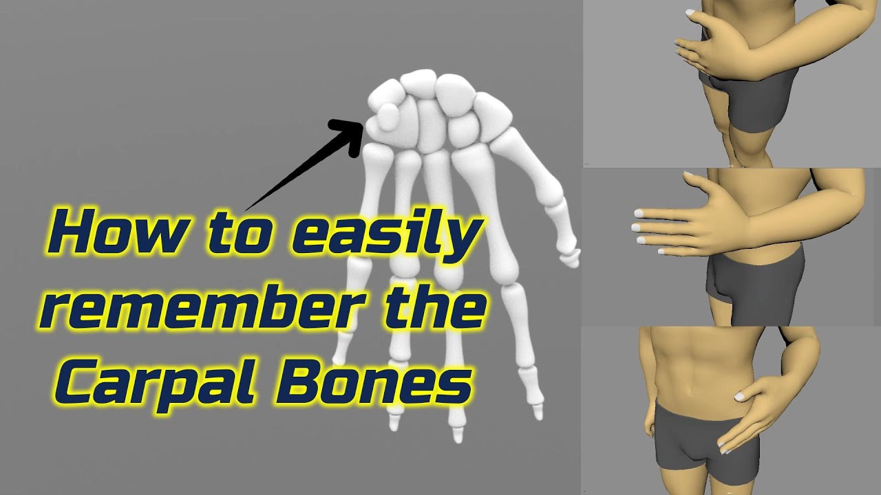 How to easily remember Carpal Bones - YouTube
