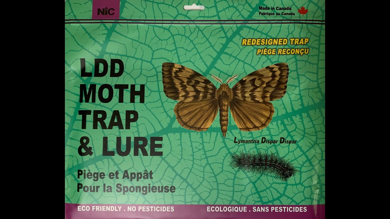 How to Setup an LDD / Spongy Moth Trap - YouTube