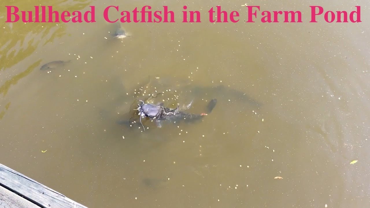 Channel Catfish in the Farm Pond - YouTube
