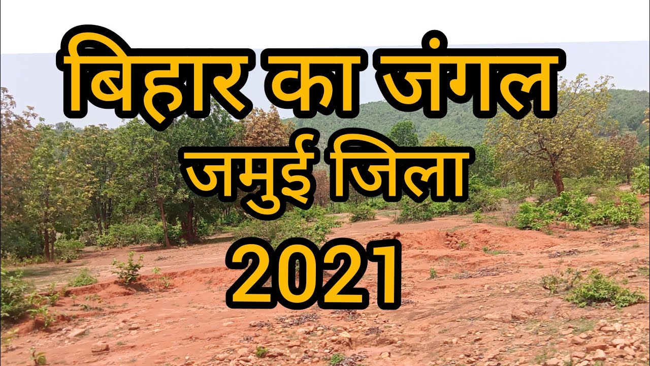 Biggest forest of Bihar Jamui district बिहार जमुई जिला का घनाभ जंगल ...