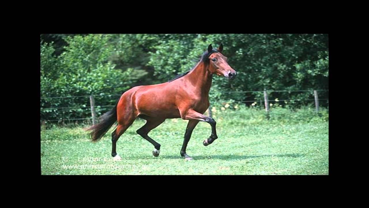 La Muerte Del Rucio Moro - YouTube