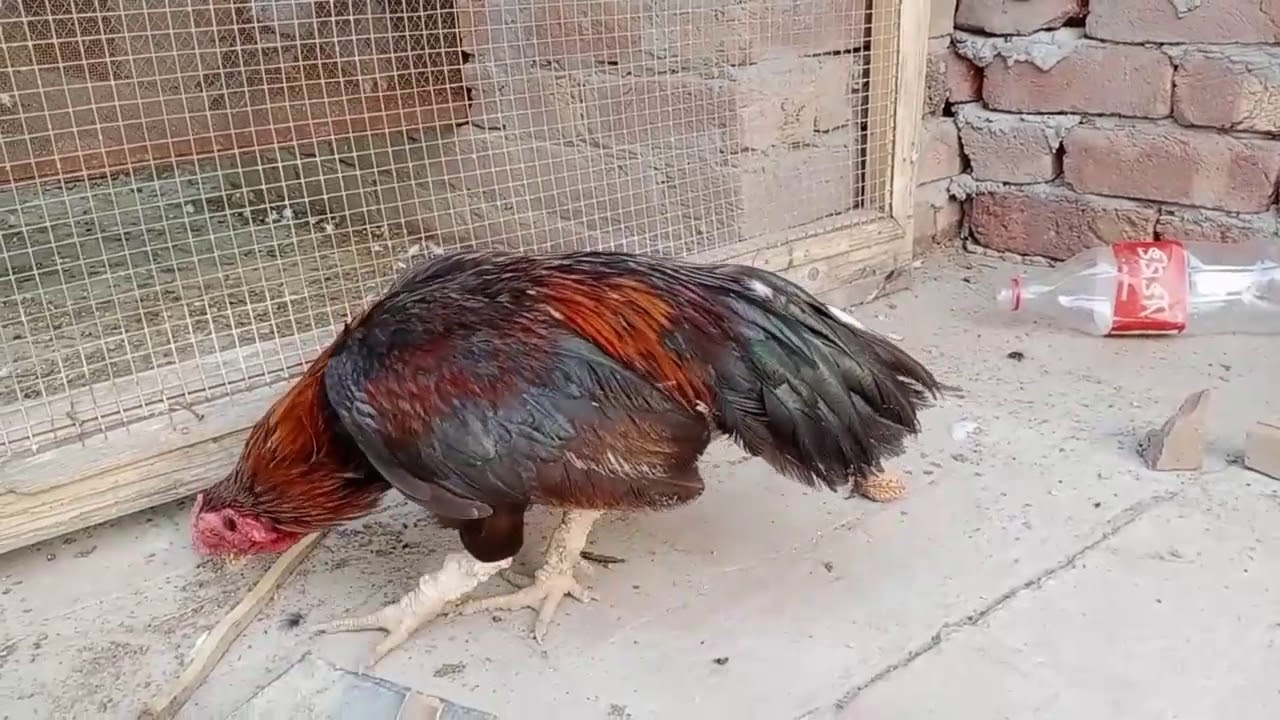 Amroha aseel - YouTube