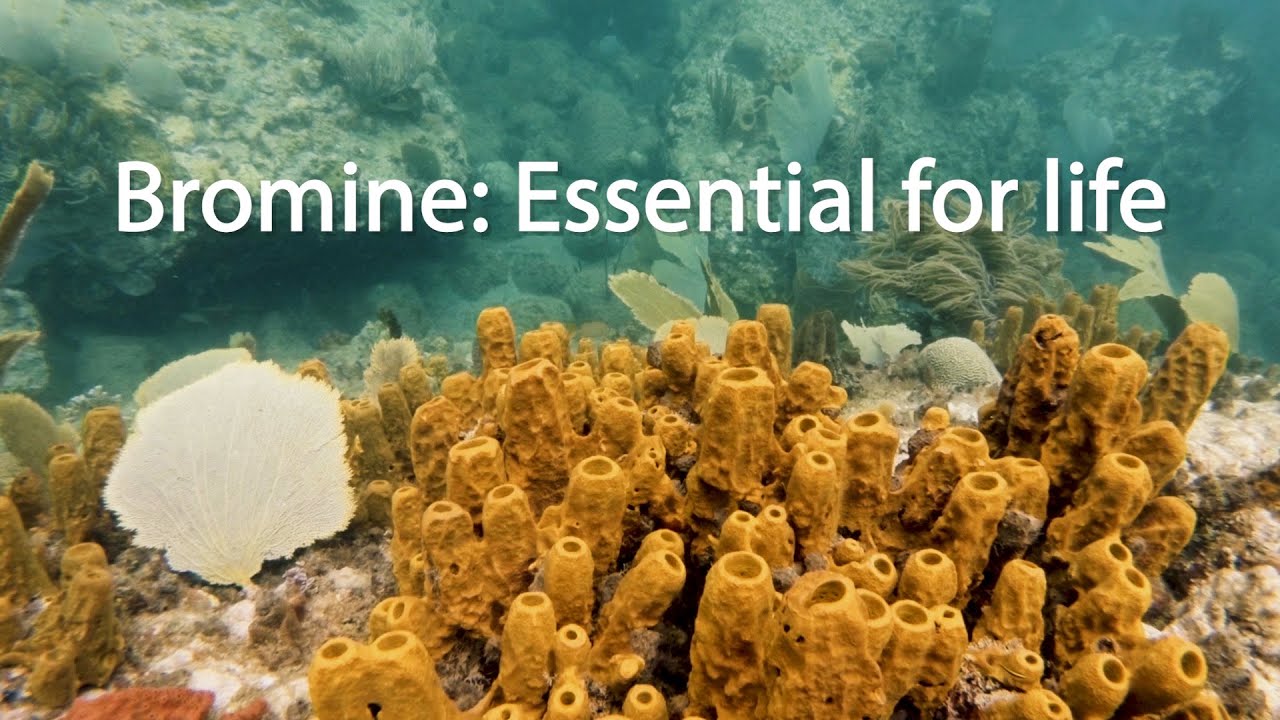 Bromine: Essential for life – an interview with Dr. Gordon W. Gribble ...