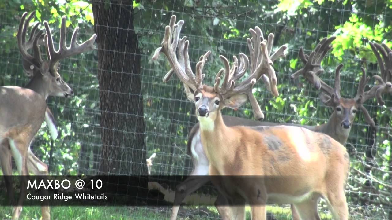 MAXBO @ 10 - YouTube