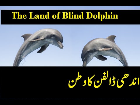 Indus River Dolphin #BlindDolphin #WWF #NationalGeography #IndianDolphin