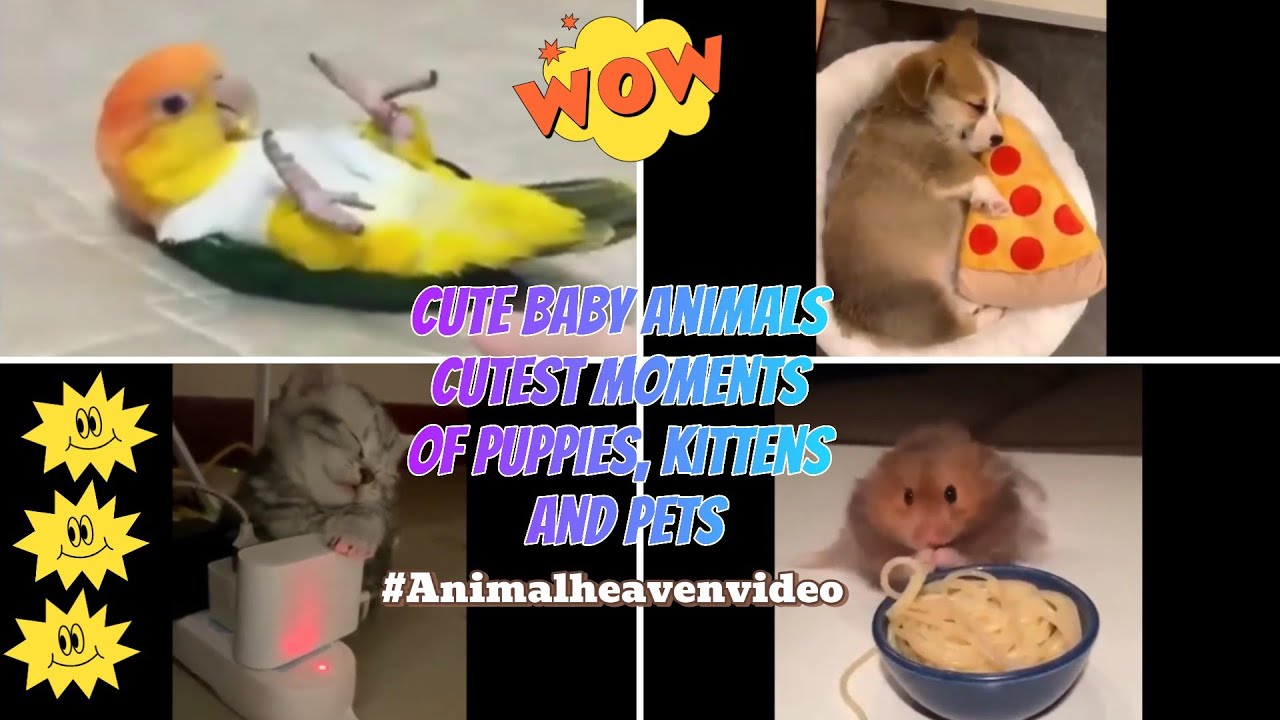 Over 10min of Cutest moments from Baby Pet Animals #cute - YouTube