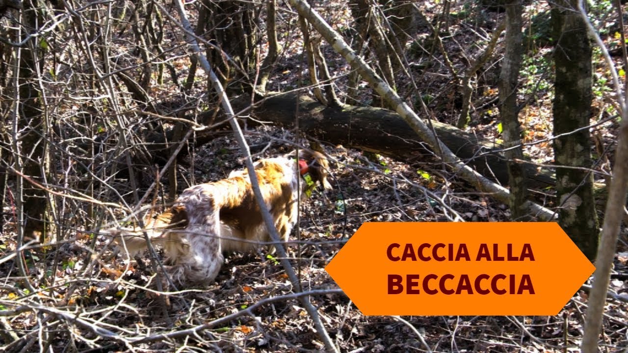 Caccia alla beccaccia in Bosnia Erzegovina - YouTube