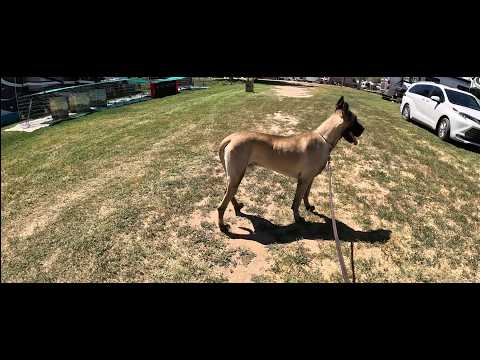 Today I adopted Olive the Great Dane