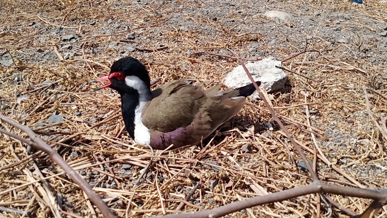 Tithiri(Lapwing) nesting with 3 eggs - YouTube