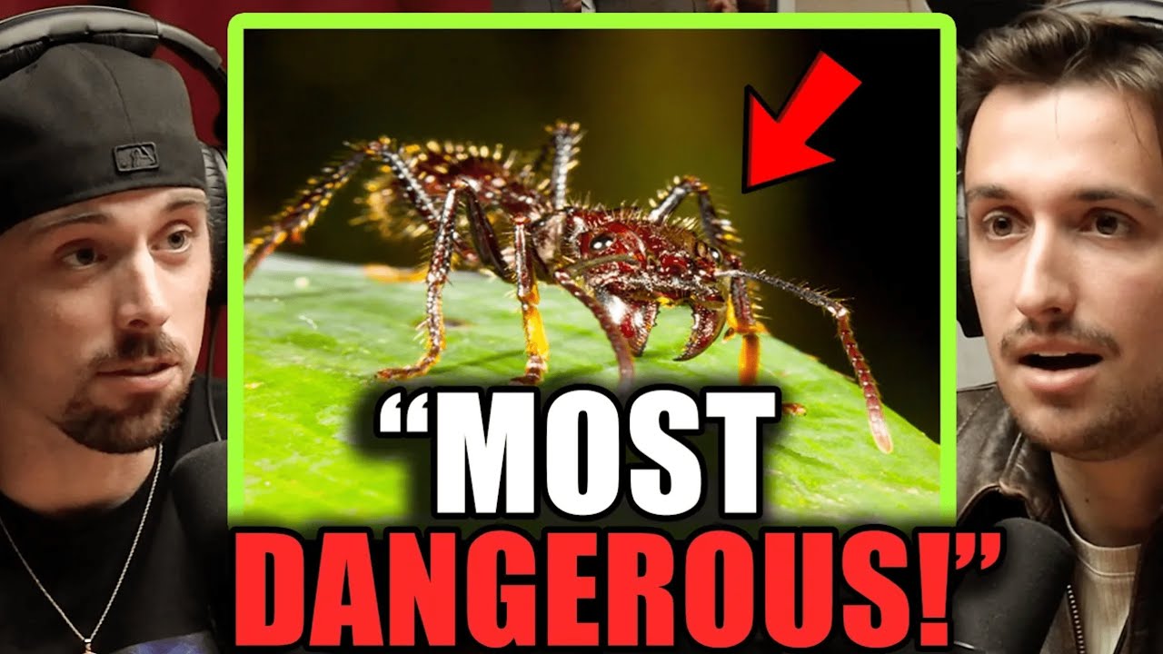 Most Dangerous Insect in the Amazon! | Luke Caverns - YouTube