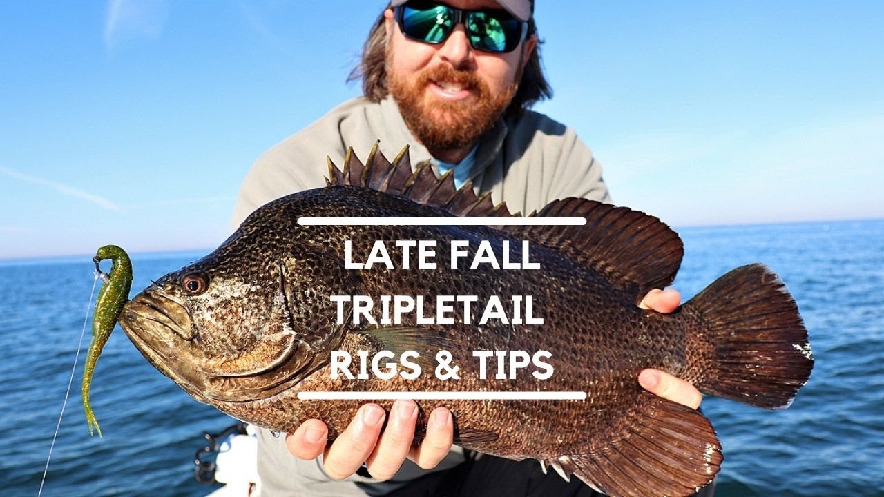 Tripletail