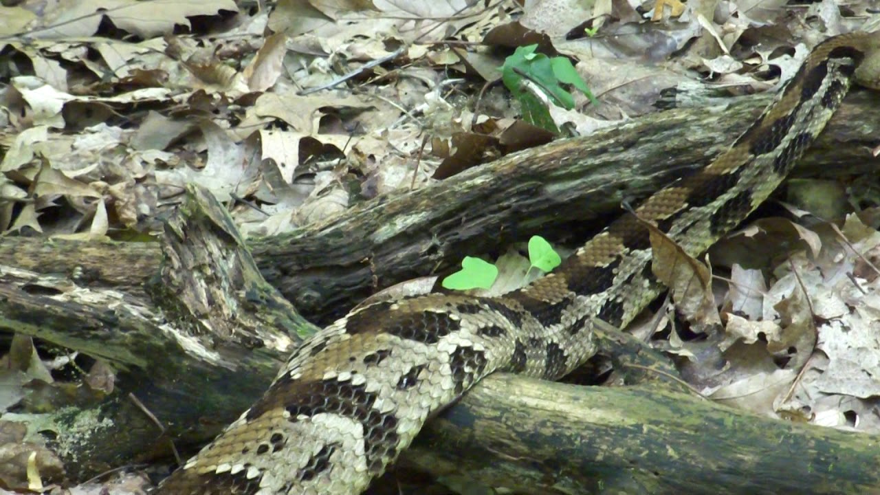 Eastern Timber Rattlesnake - 2 - YouTube