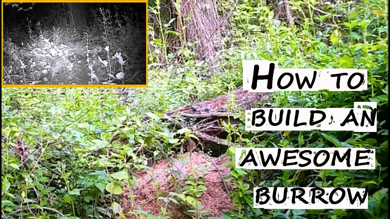 HOW TO BUILD AN AWESOME BURROW / armadillo trail camera/броненосец ...
