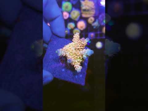 Matt V Looney Tunes acro - YouTube