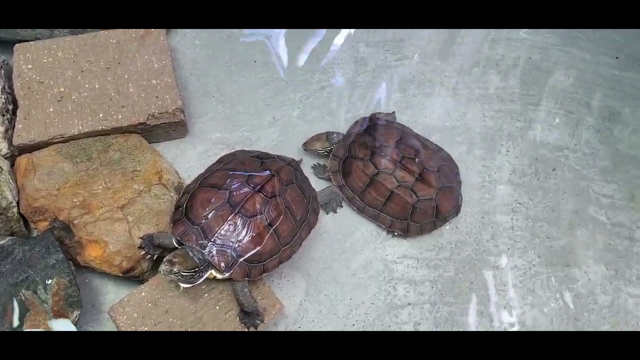 turtles gathering 水龜大聚會 टेरापिन पार्टी Terrapin Party מסיבת טרופין เทอ ...