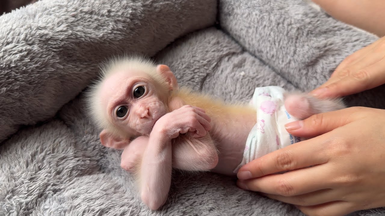 Mom Puts Diapers On BiPi. Monkey BiPi Is Very Good - YouTube