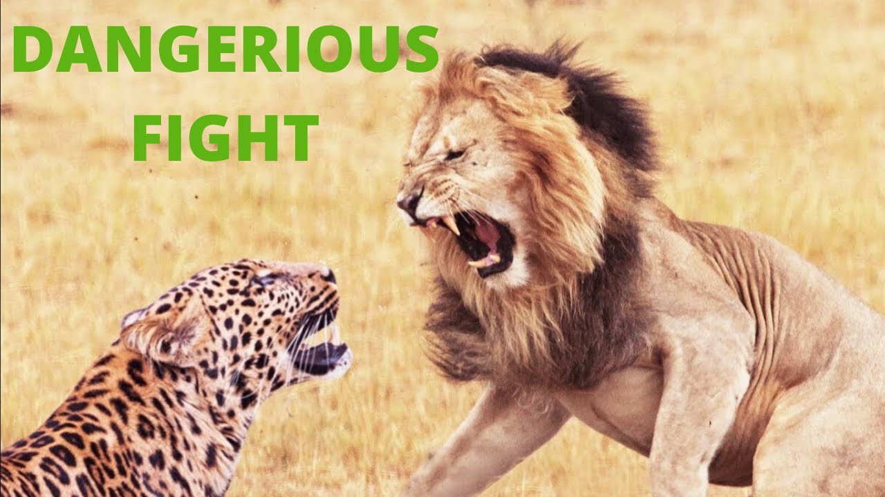 TOP 8 DANGEROUS ANIMAL FIGHT CAUGHT ON CAMERA 2020 - YouTube