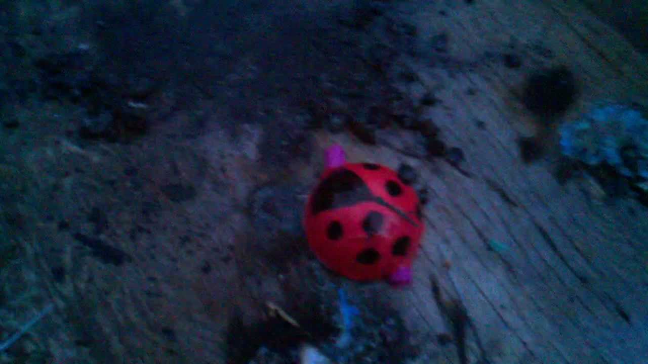Ladybug Firework - YouTube