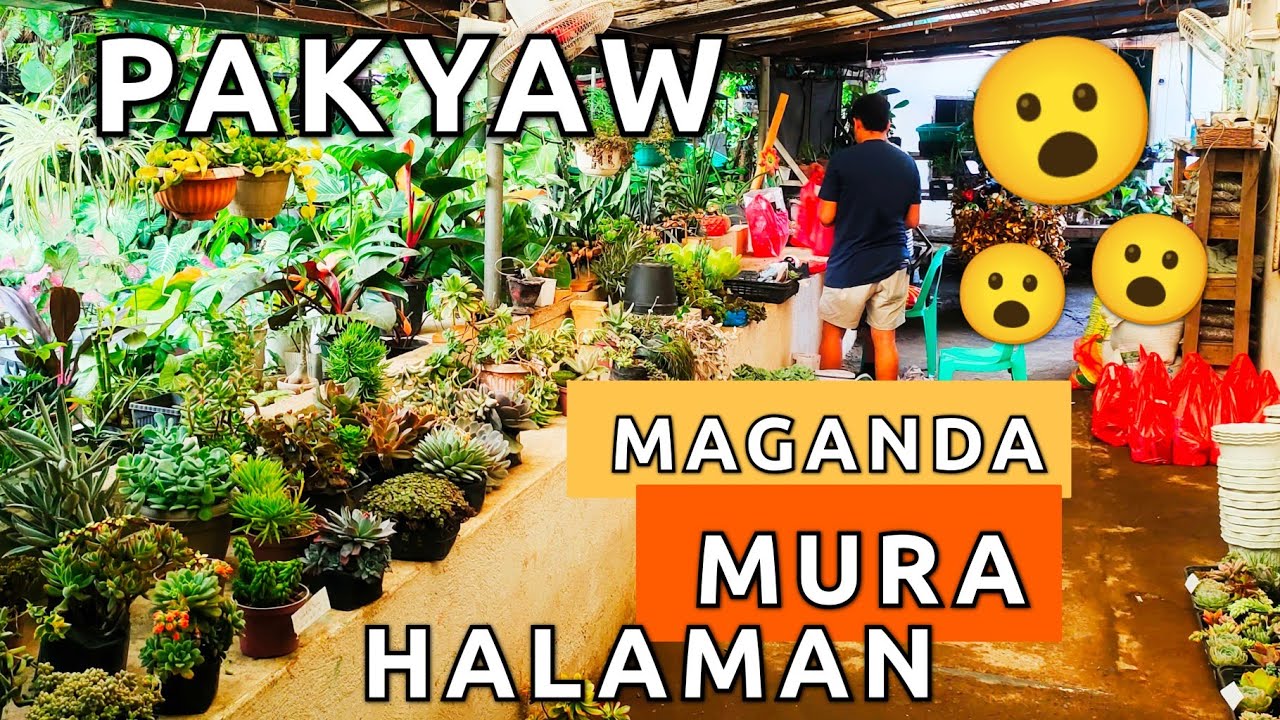 BEAUTIFUL & STUNNING PLANTS IN NEW ARRIVAL | PAKYAW HALAMAN SOLD OUT ...