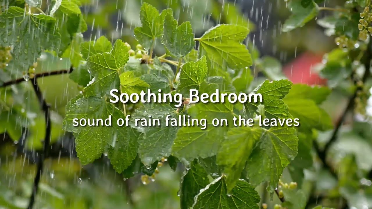 sound of rain falling on the leaves │ sound of nature │ gentle sound of ...