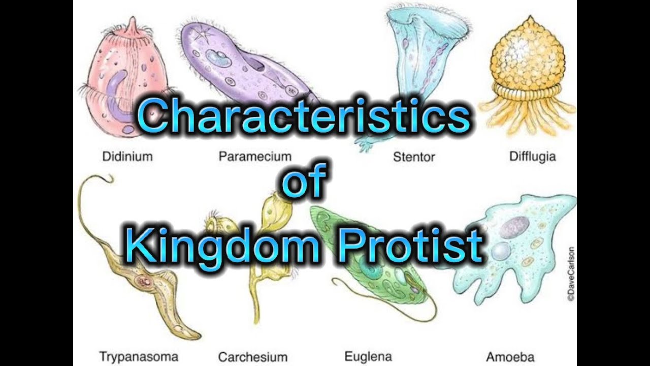 Kingdom Protists | Classification | Biology | Master Biology - YouTube