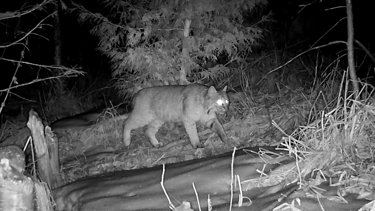 Beaver Dam Trail Camera Videos | Upper Peninsula of Michigan | Bushnell ...