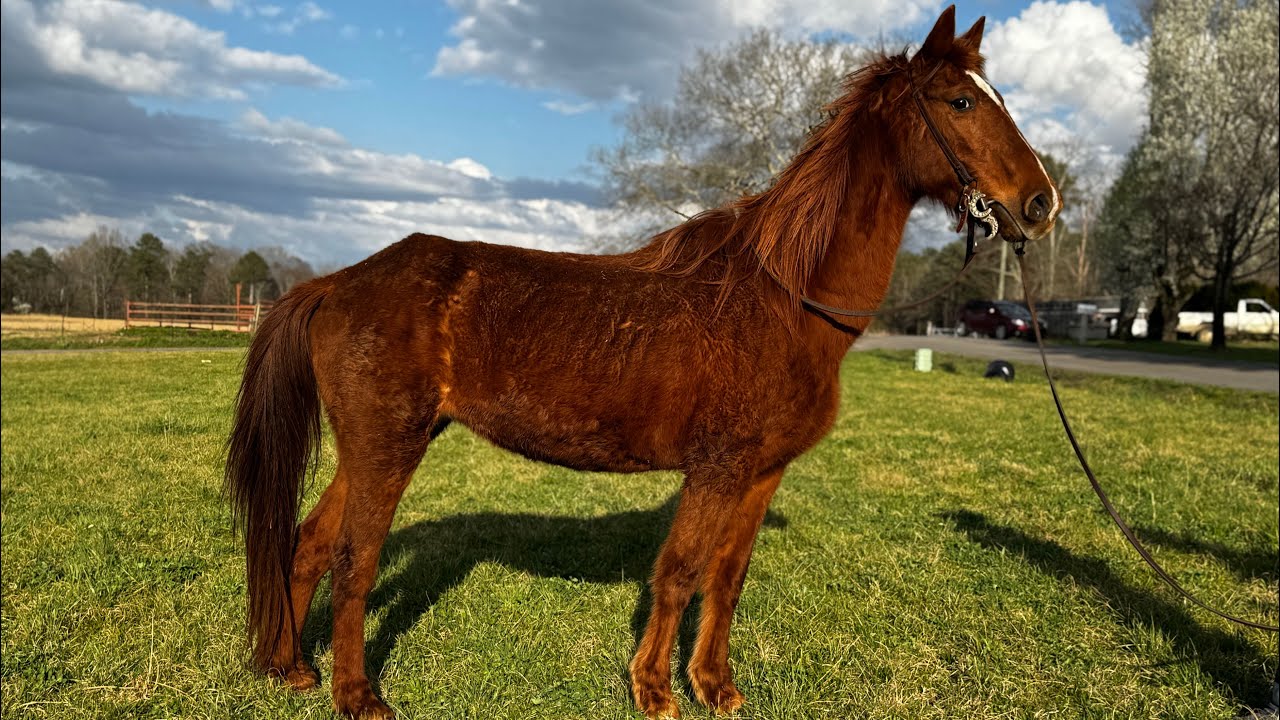 TSP LOT# 2031 - Gaited - Mare - 14 H - 16 YO - $750 - YouTube