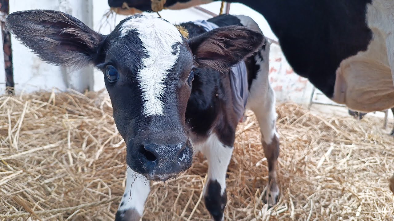Cow Milking First Time After Calf Born | Calf Born | Dairy Farm - YouTube