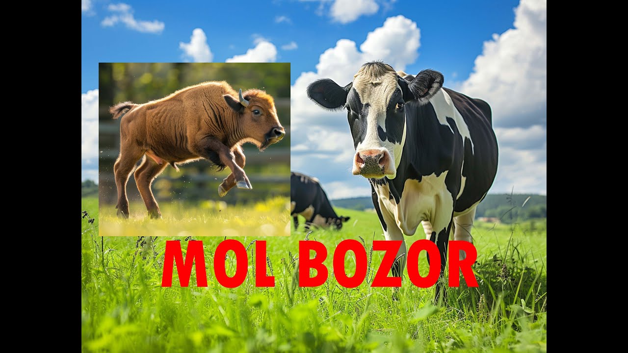 мол бозор нархлар 02.02.2025 мол бозор кучкорлар buqalar g'unojinlar ...