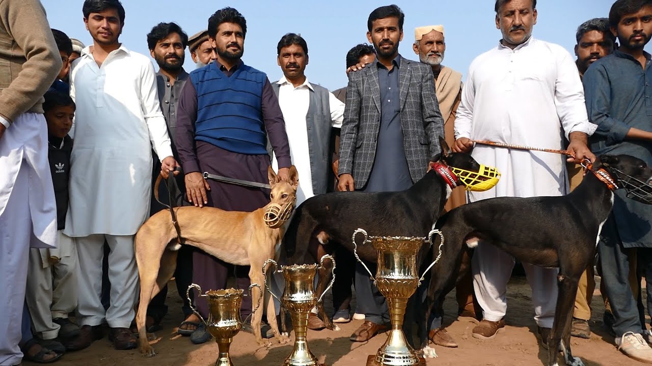 Final Dog Race | Dori Track Race Talgang | 31-12-2023 #dog #greyhound ...