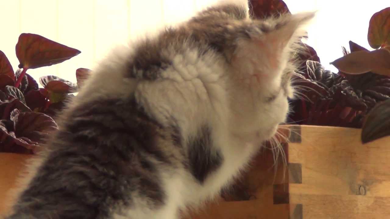 Cute Kitten Falls Down from Couch - YouTube