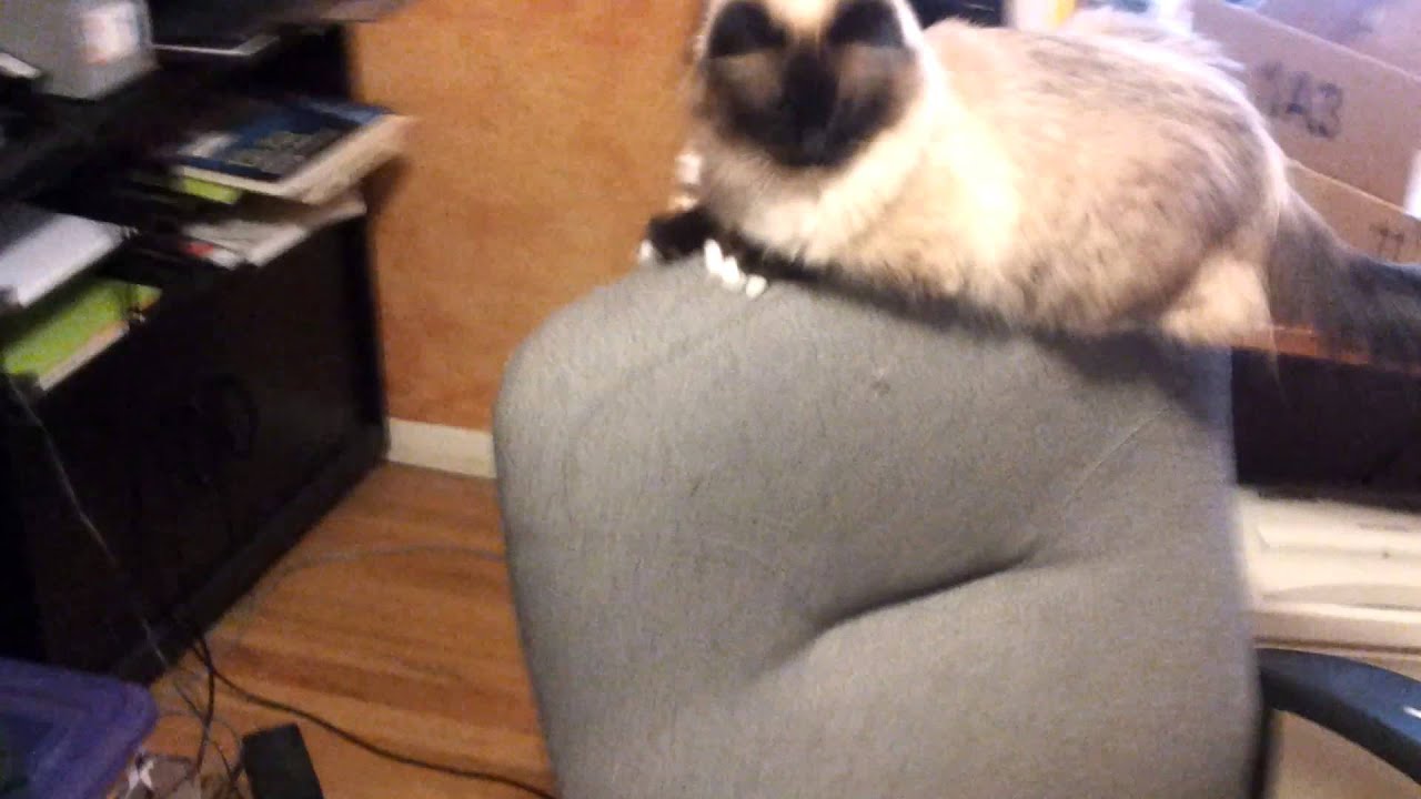 Ragdoll Cat Esther Spinning on Chair - YouTube