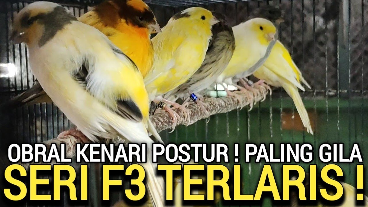 DUNIA KENARI ! HARGA MAKIN RUWET ASAL JADI DUIT, KENARI F3 DI OBRAL DI ...