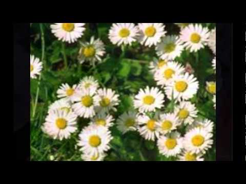 Zeynal YILDIRIM  ( aşk nedir ki sevginin yanında ) slayt gösterim