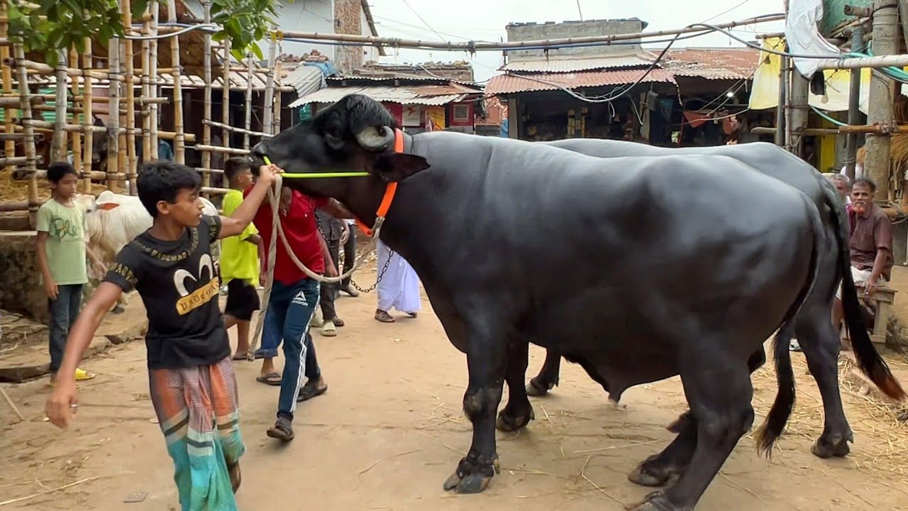 Big Buffalo in Bangladesh | Buffalo Riding | Gabtoli Buffalo New ...