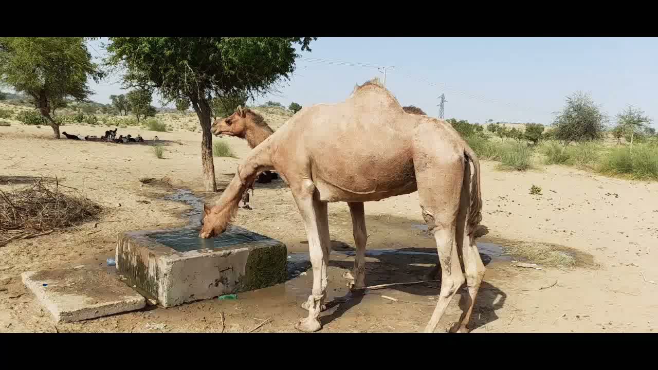 Thirsty Camel Drinking water with great gusto || Camels the king of the ...