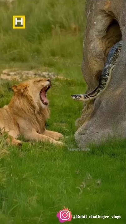 Tiger VS snake real fight 💪|🤣)🤣#reels#shorts#youtubeshorts #viralshorts ...