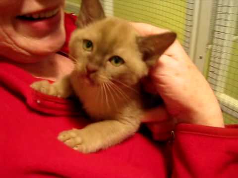 Chocolate and Russet Burmese kittens - YouTube