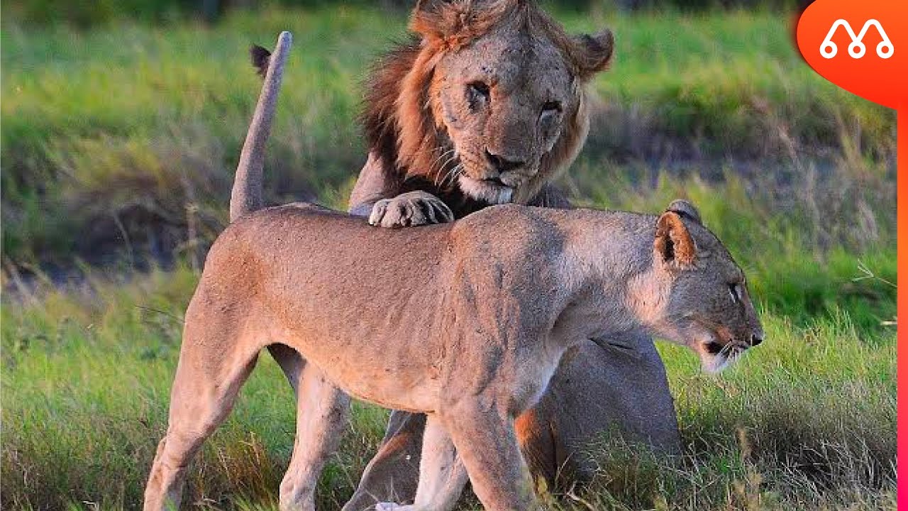 O ACASALAMENTO DOS LEÕES - YouTube