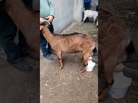 Alpin Keçisi #hayvancılık #tarım #çiftçilik #animals #keçi #goat