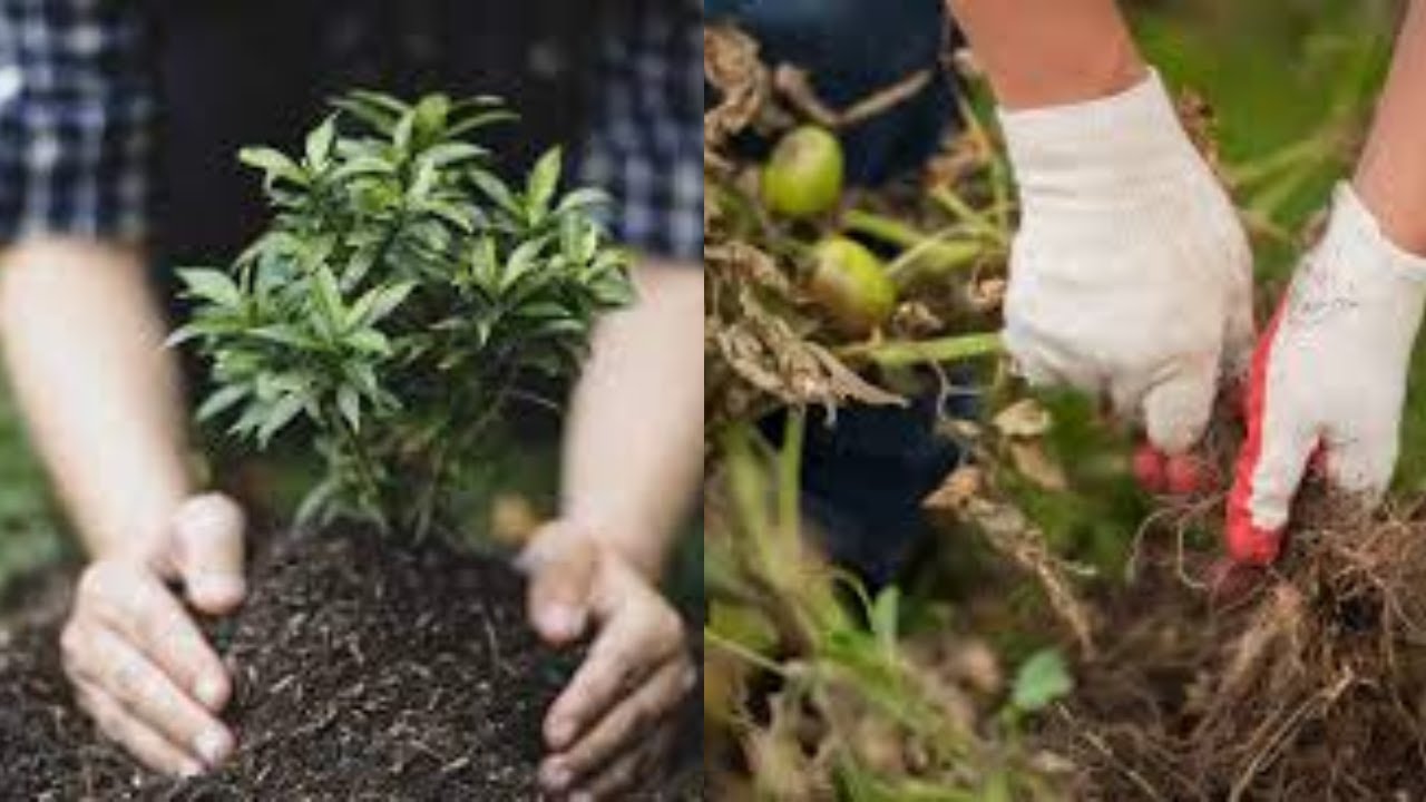 Prophetic Word: Planting and Uprooting - YouTube