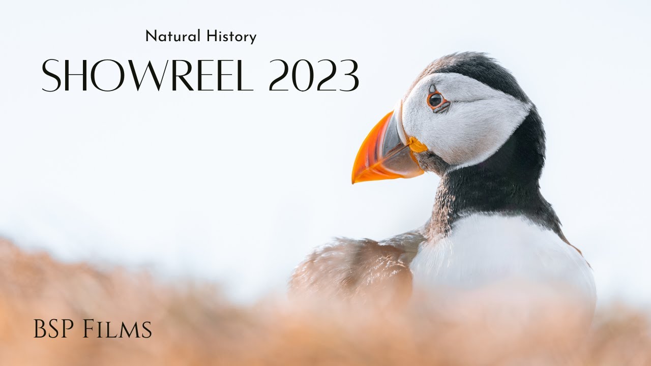 Wildlife Filmmaking Showreel 2023 | Wildlife DOP & Filmmaker | BSP ...