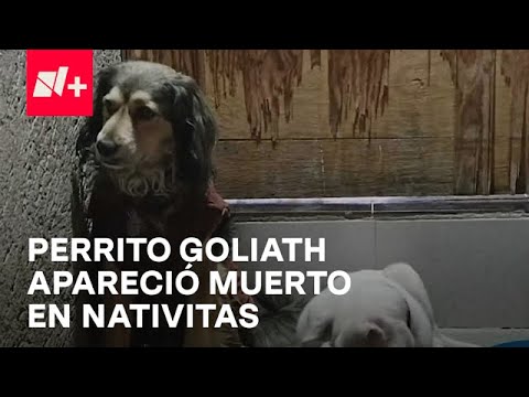 Goliath, el primer perro con propietario hallado muerto en el Bosque de ...