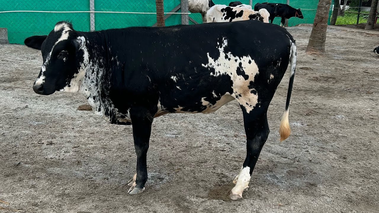 Girlando calf - YouTube