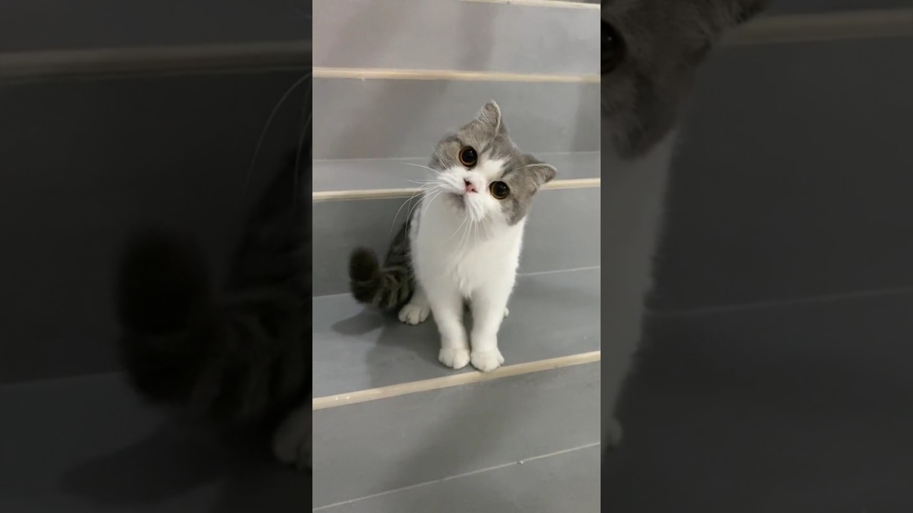 kucing lucu - YouTube