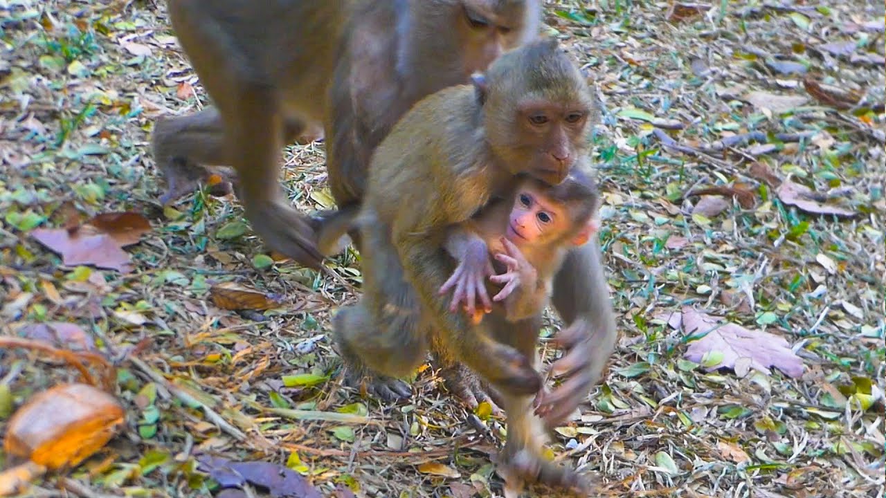 How much Love?? Monkey Libby gets angry with Rainbow hugging baby Lily to run away - YouTube