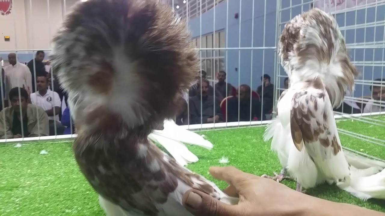 Bahrain pigeon show 2nd Feb 2018 - YouTube