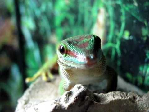 Strange gecko noises - YouTube