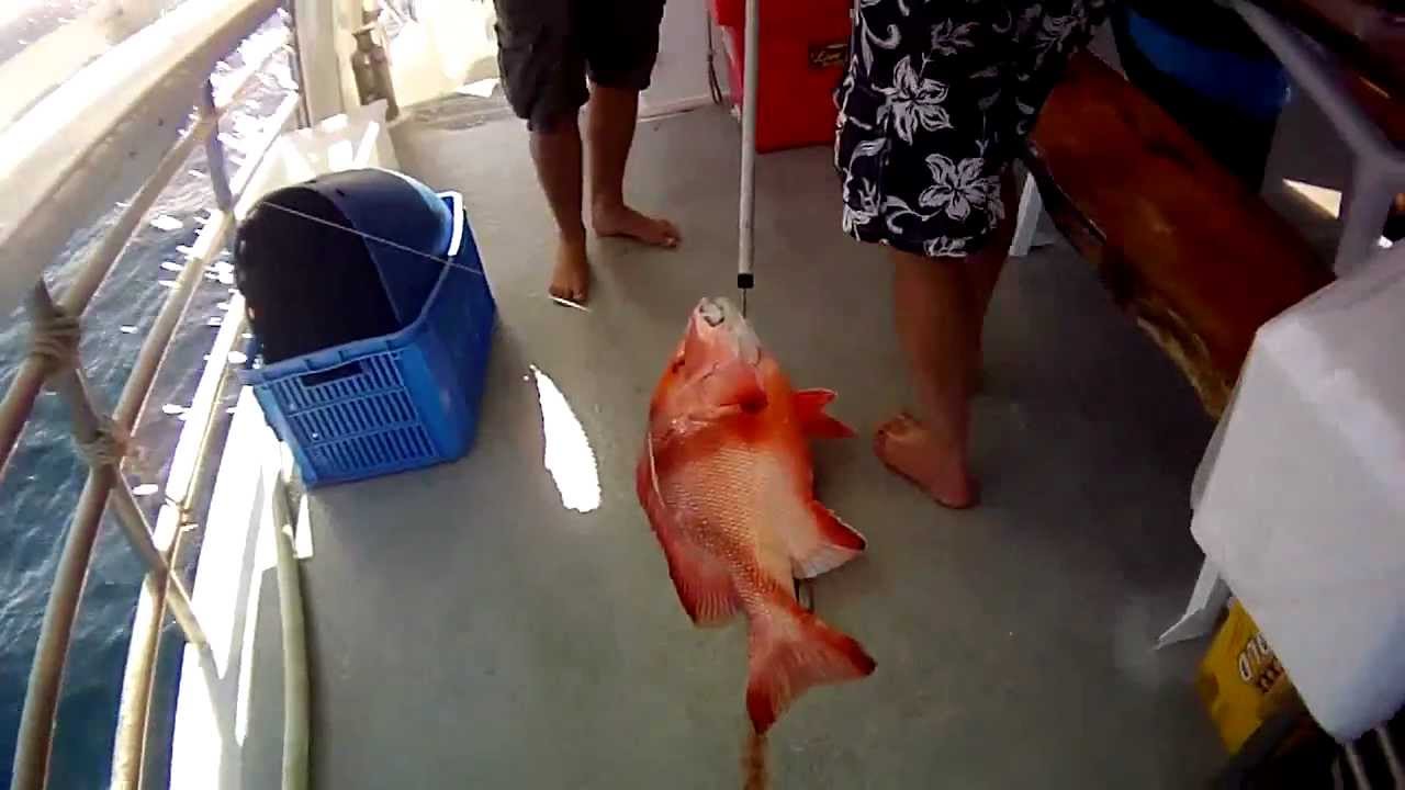 Swains reef big red emperor - YouTube