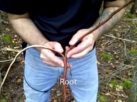 How to split spruce root for cordage - YouTube